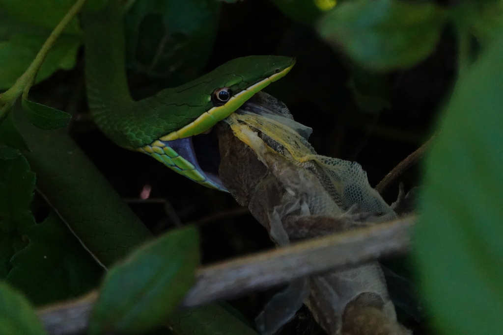 Pointed Snake from Casa Jardin Nativo, Abreu, Cabrera, Dominican ...