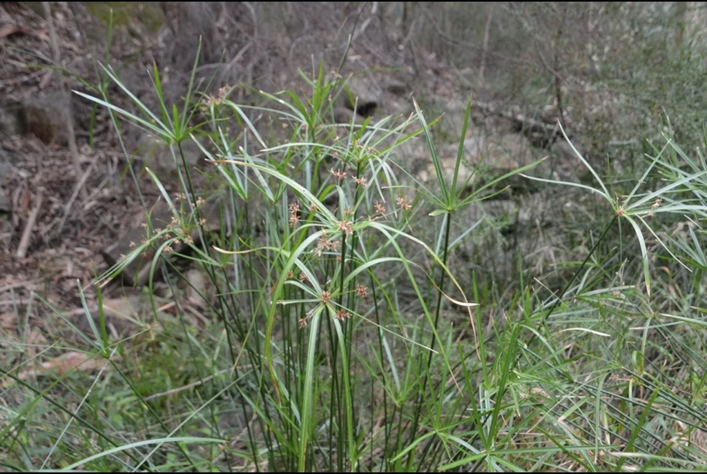 Stiff-leaved Flat-sedge from Kensington Gardens Reserve, Kensington ...