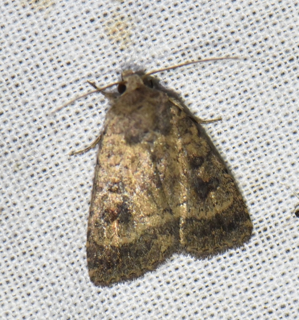 Mottled Rustic from HUNGARY, Tiszadob, in the park of the "Andrássy ...