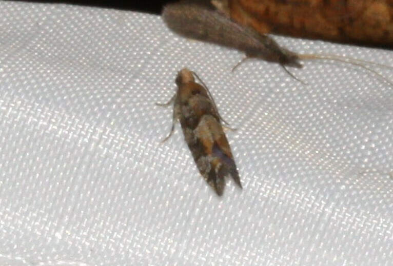 Spruce Bud Moth from Chemin riv Grand Pabos Ouest marécage A Le Rocher ...