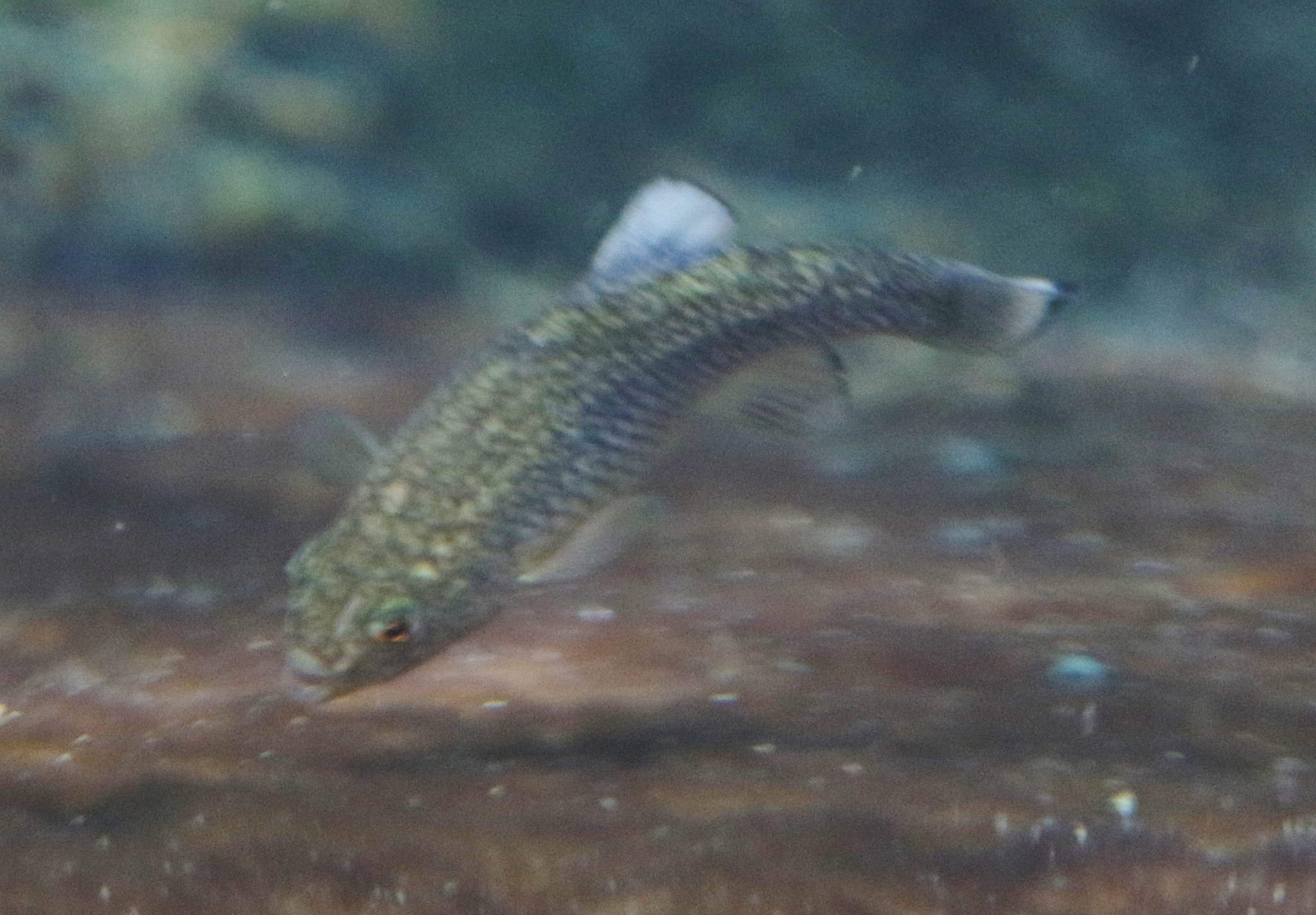 Cyprinodon elegans Baird & Girard, 1853