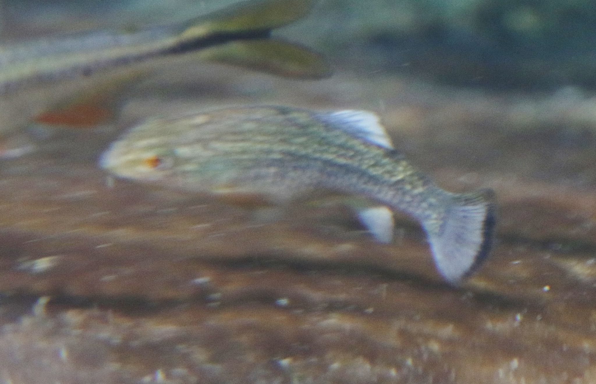 Cyprinodon elegans Baird & Girard, 1853