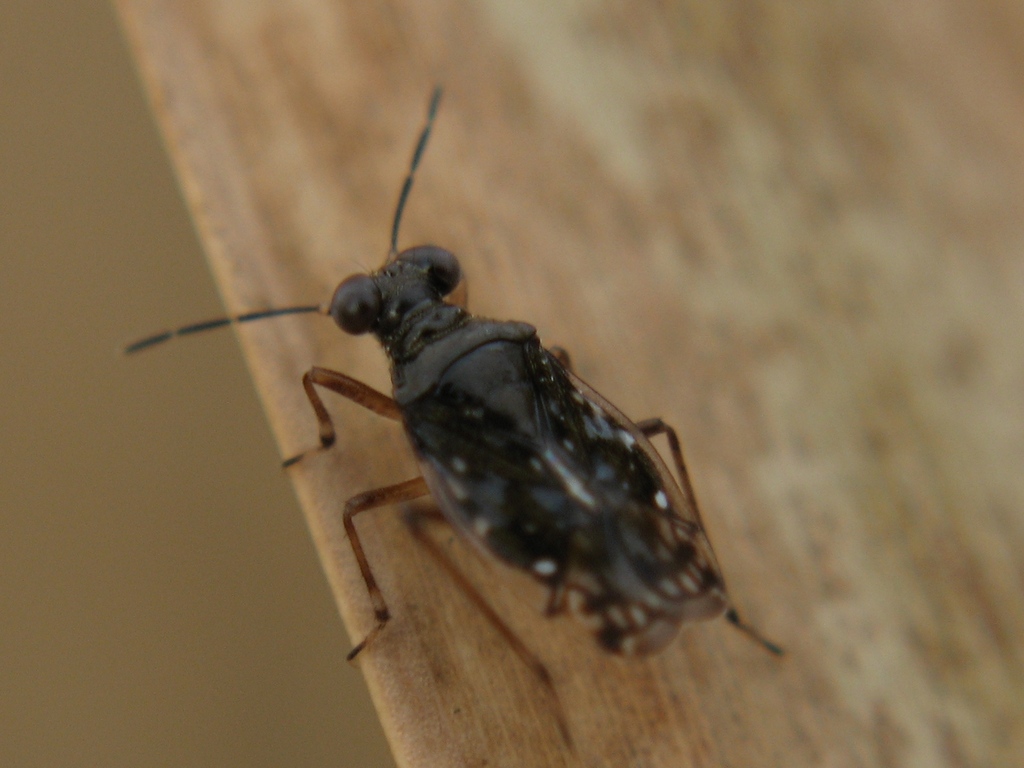 Chartoscirta cincta from Донецкое море on November 08, 2016 at 12:45 PM ...