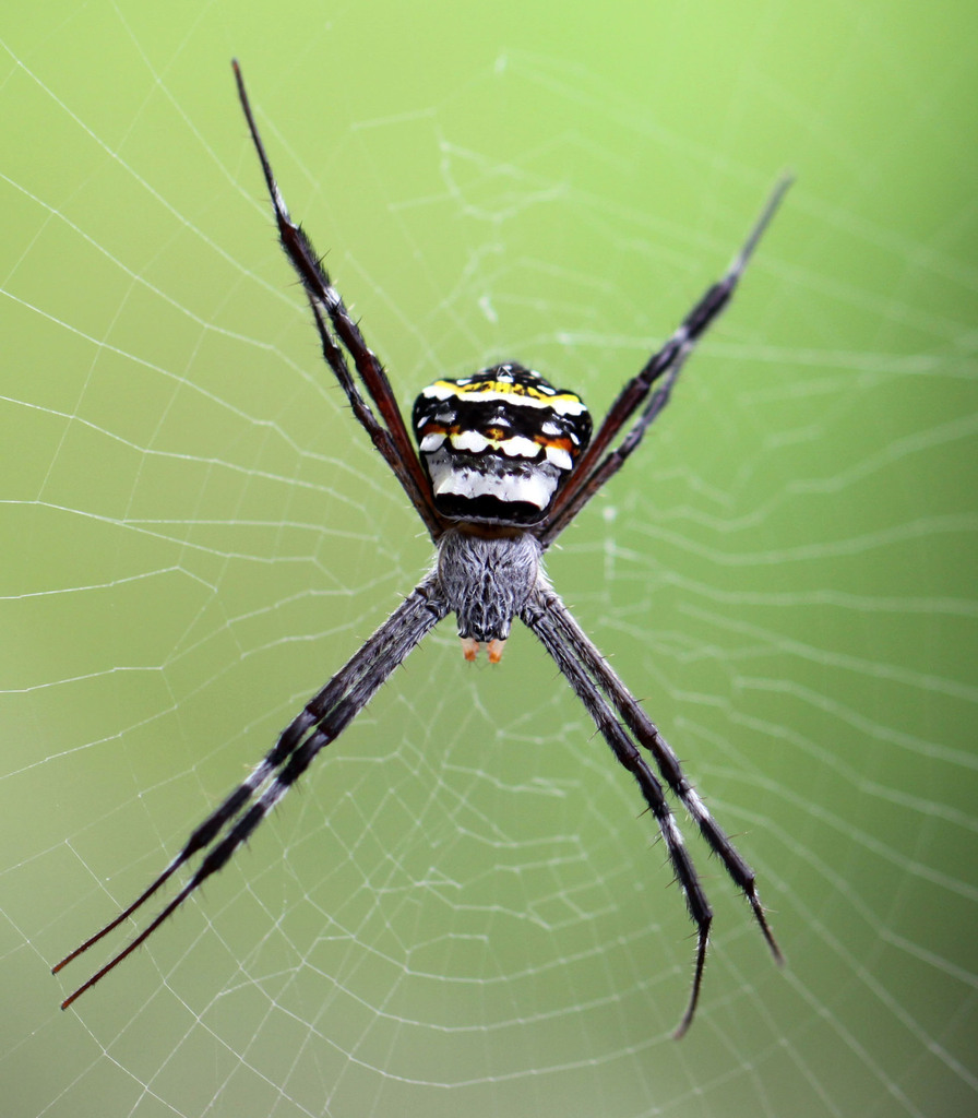 Signature Spider from British Indian Ocean Territory on January 20 ...