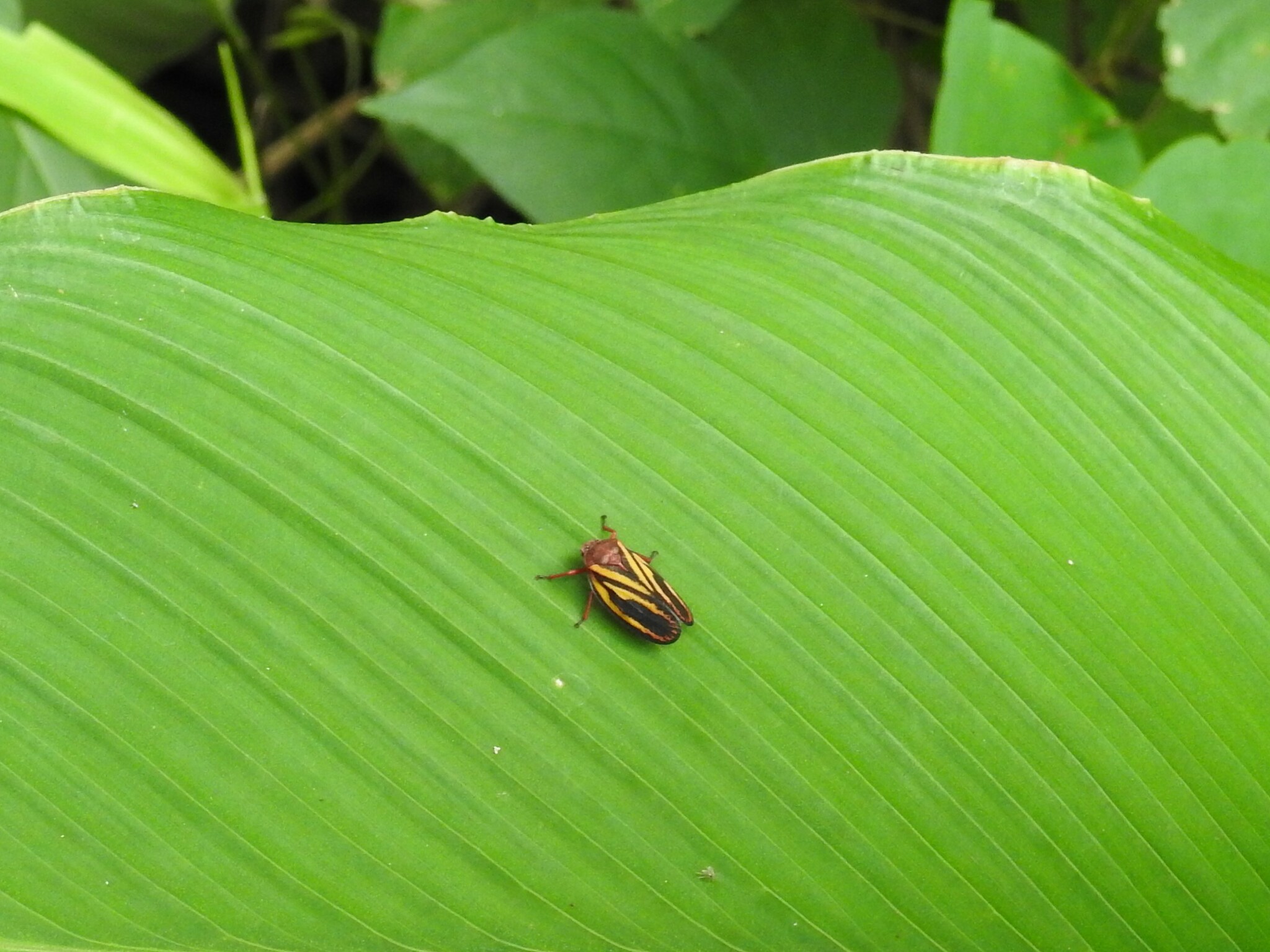 Mahanarva spectabilis (Distant, 1909)