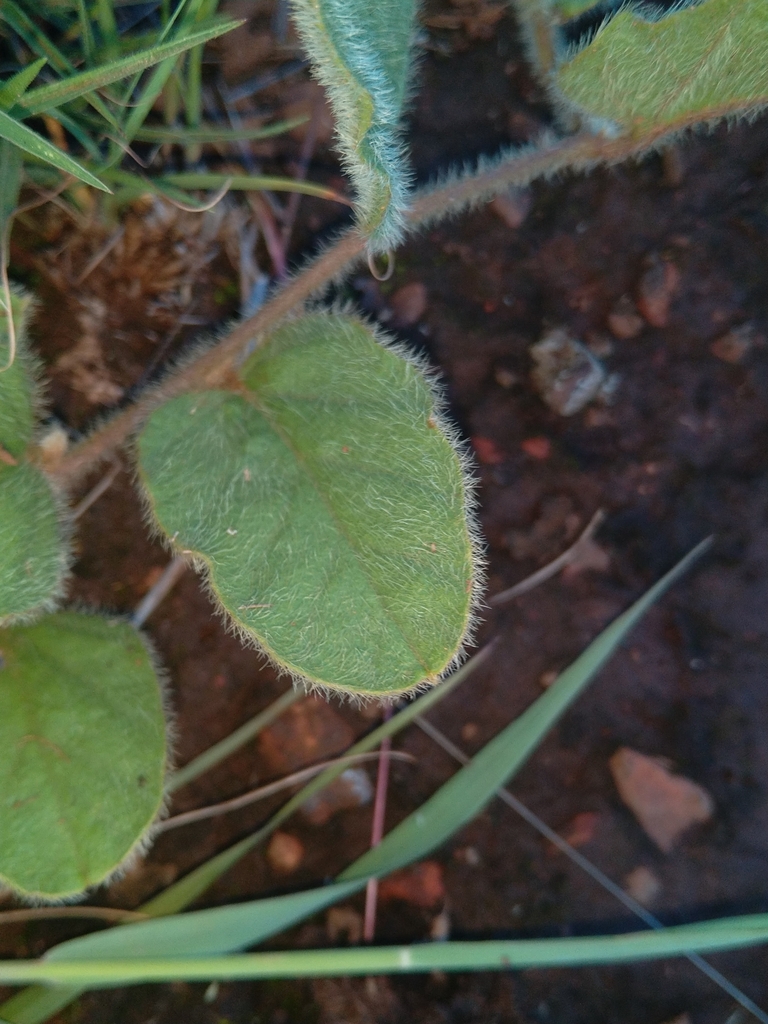 Ipomoea transvaalensis from Carletonville, 2499, South Africa on ...