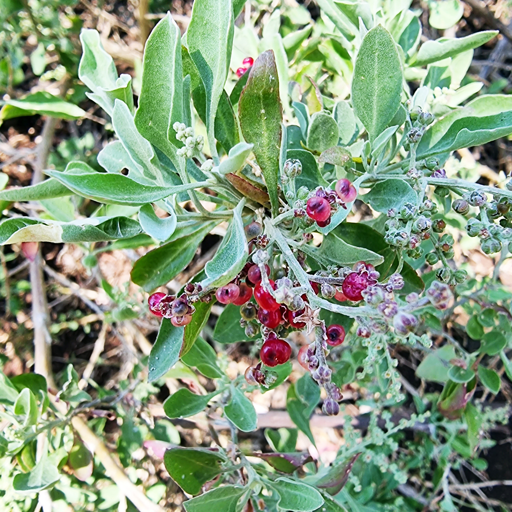 Fragrant Saltbush from Melbourne VIC, Australia on December 10, 2022 at ...