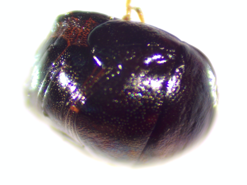 Canopidae from Westchester County, NY, USA on August 30, 2022 at 04:14 ...