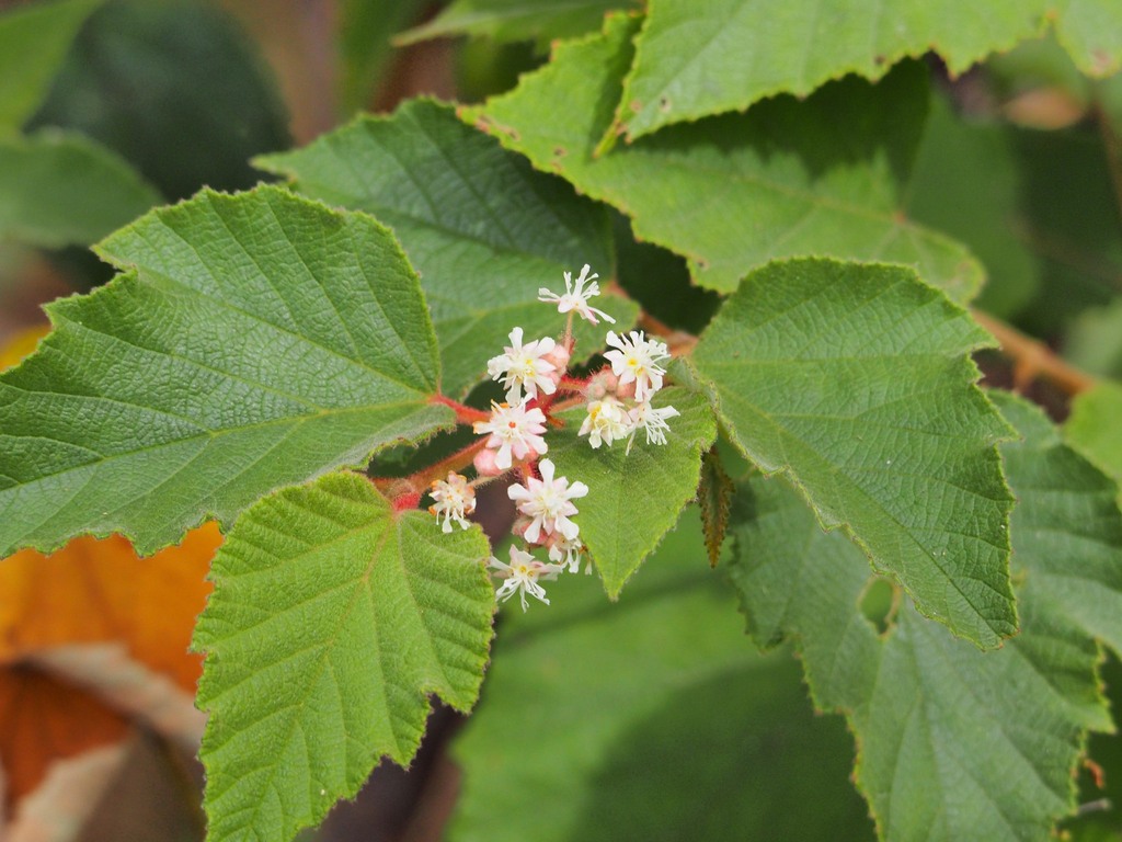 Commersonia from Pine Rivers Bal, D'Aguilar, Queensland, Australia on ...