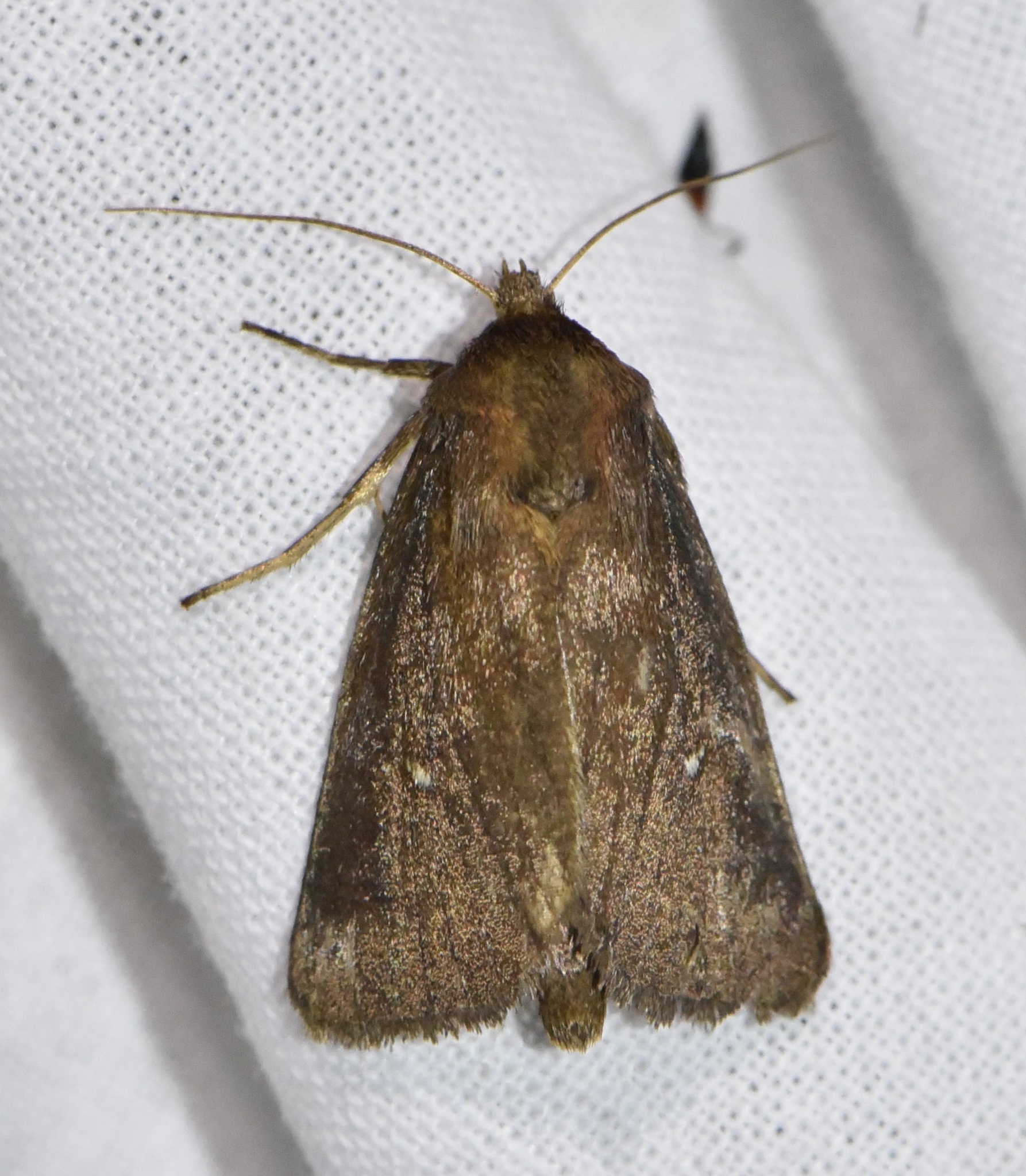 Lenisa geminipuncta Haworth, 1809