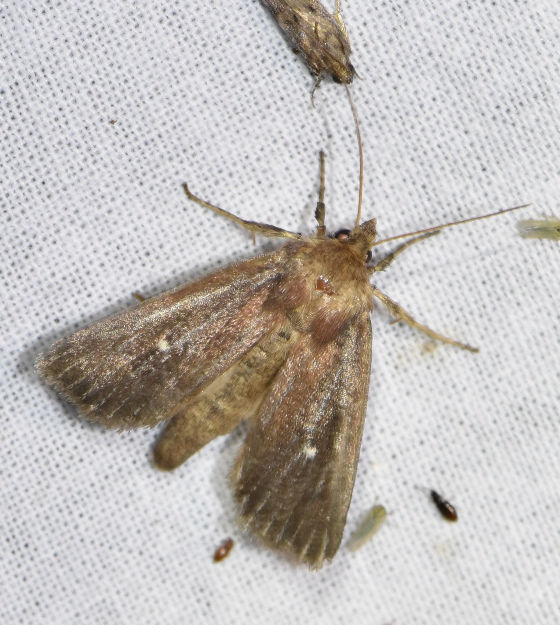 Lenisa geminipuncta Haworth, 1809