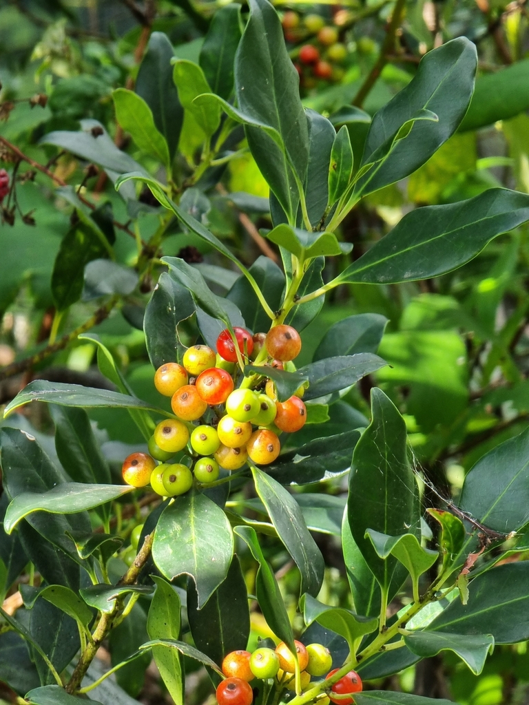 Ilex canariensis azevinho (Madeira Pflanzen Aquifoliales, Dipsacales ...