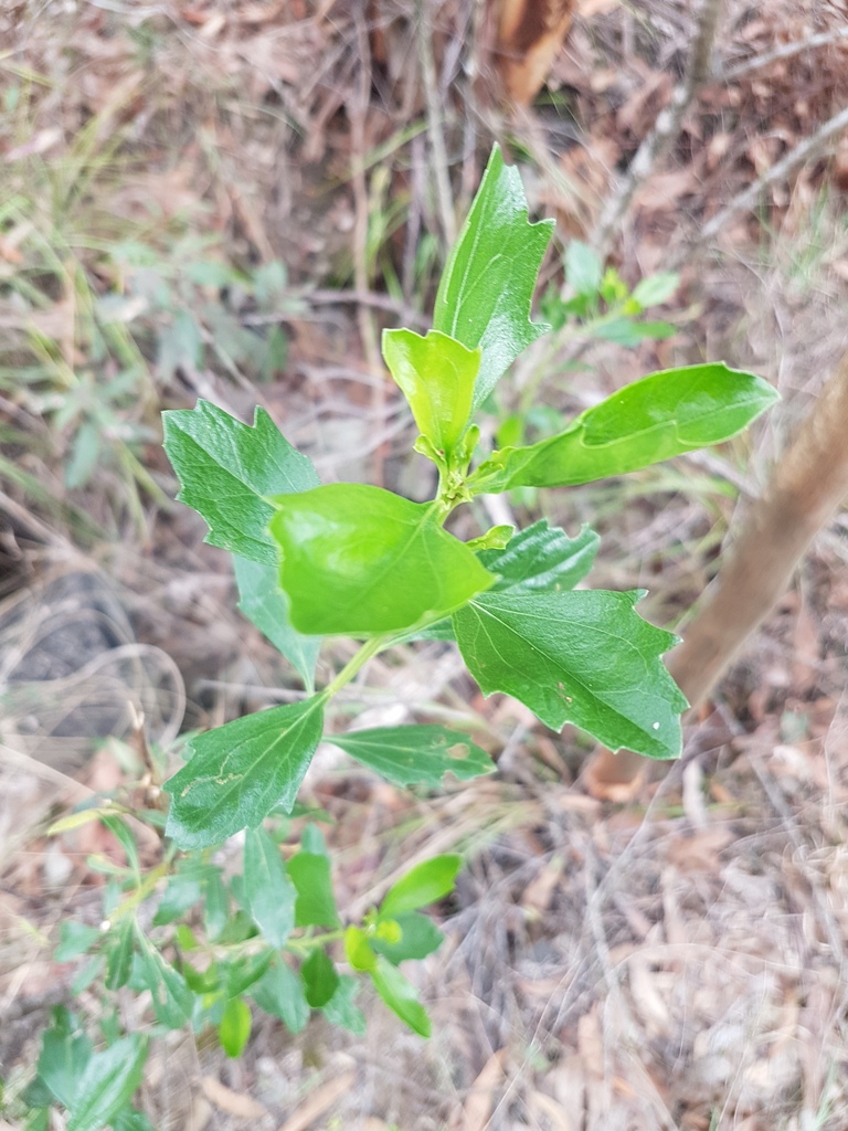 groundsel tree in October 2018 by PeterCopping · iNaturalist