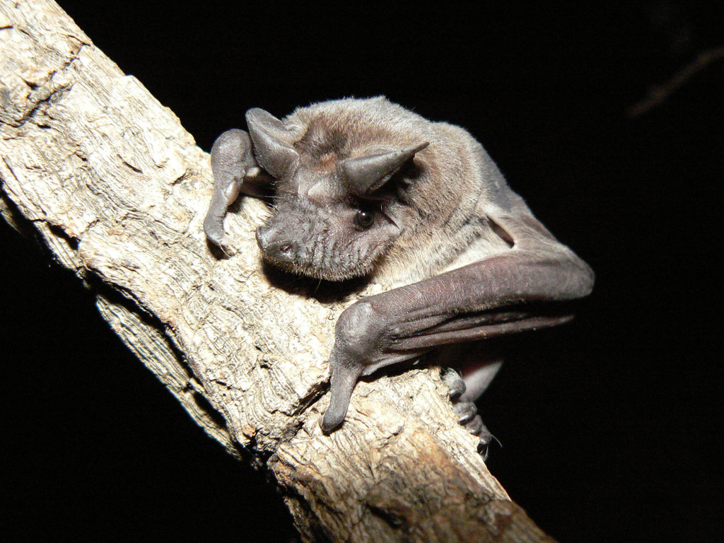 Angolan Free-tailed Bat from Kunamba, Sabodala, Senegal on November 13 ...