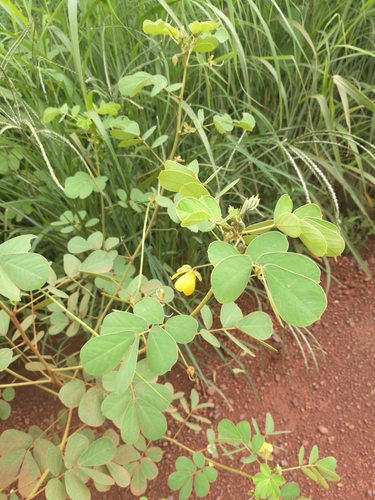 Cassia tora · iNaturalist