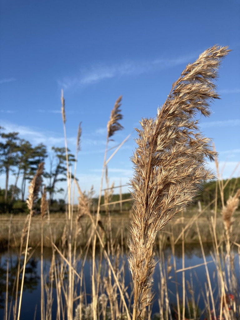 European reed from Chincoteague National Wildlife Refuge, VA, US on ...