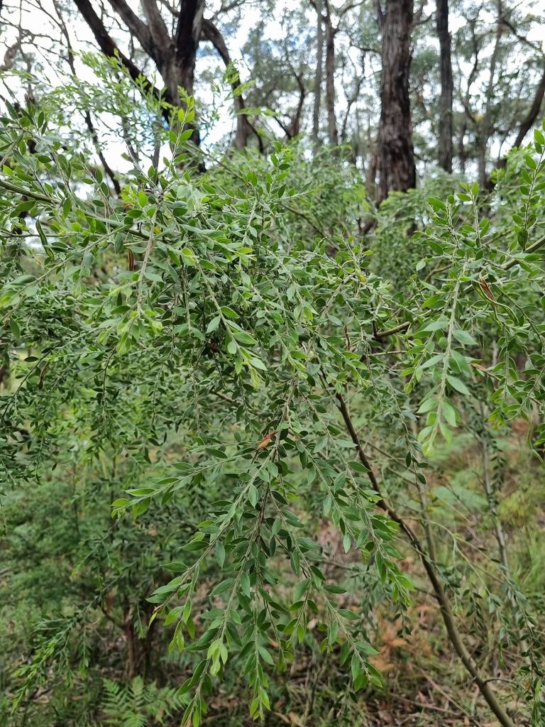 sticky wattle in December 2022 by r00bert · iNaturalist
