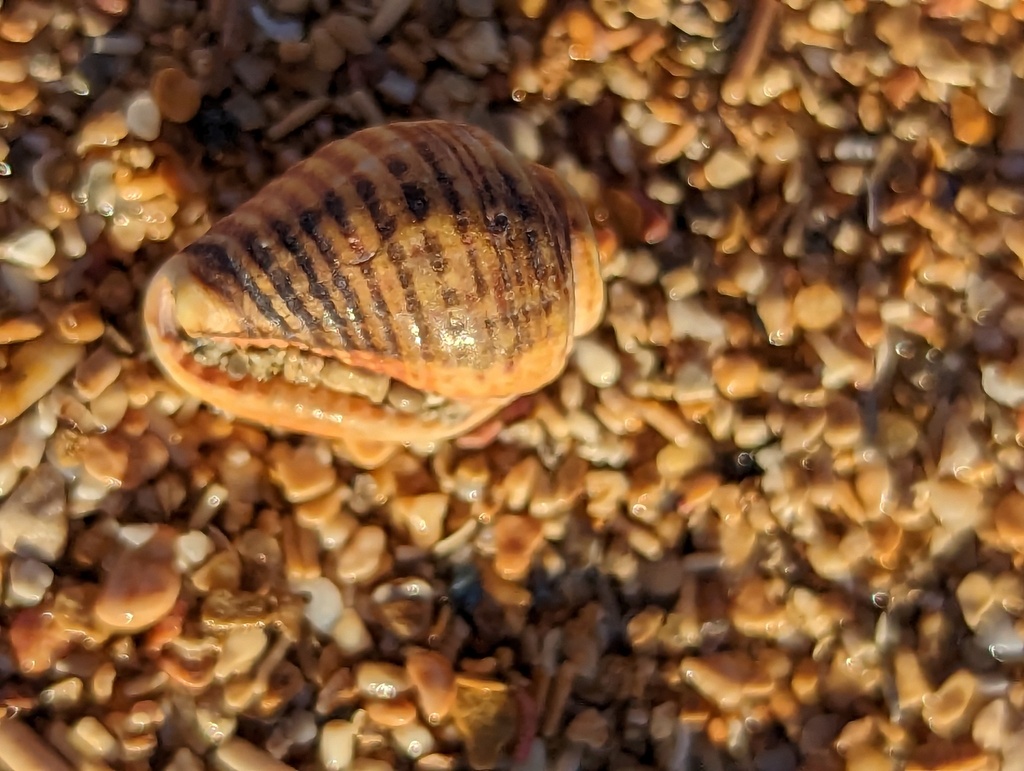 Merchant Dove Shell from Loíza, Puerto Rico on December 14, 2022 at 04: ...