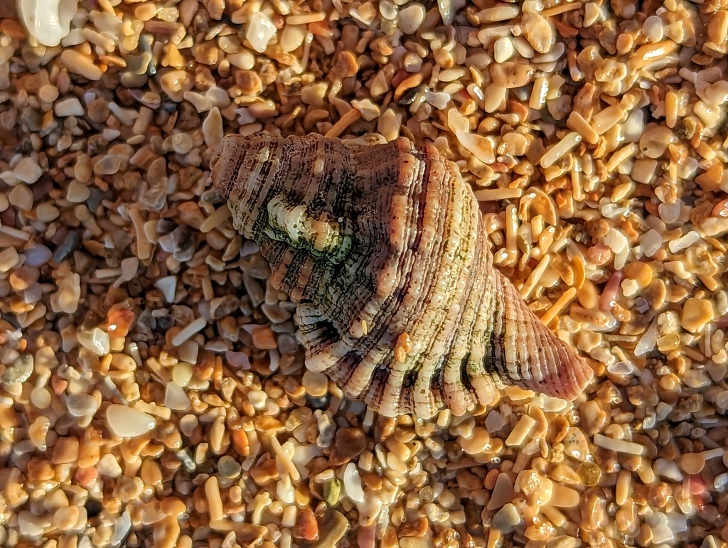 short-neck triton from Loíza, Puerto Rico on December 14, 2022 at 04:38 ...