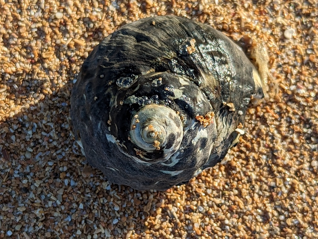 West Indian Top Shell from Loíza, Puerto Rico on December 14, 2022 at ...