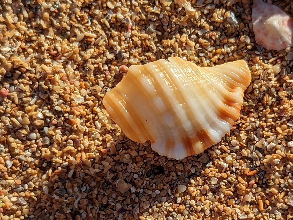 Cymatiid Triton Snails from Loíza, Puerto Rico on December 14, 2022 at ...