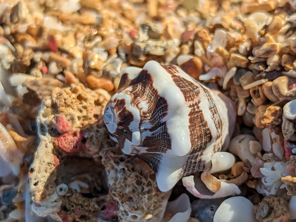 Deltoid Rock Shell from Loíza, Puerto Rico on December 14, 2022 at 04: ...