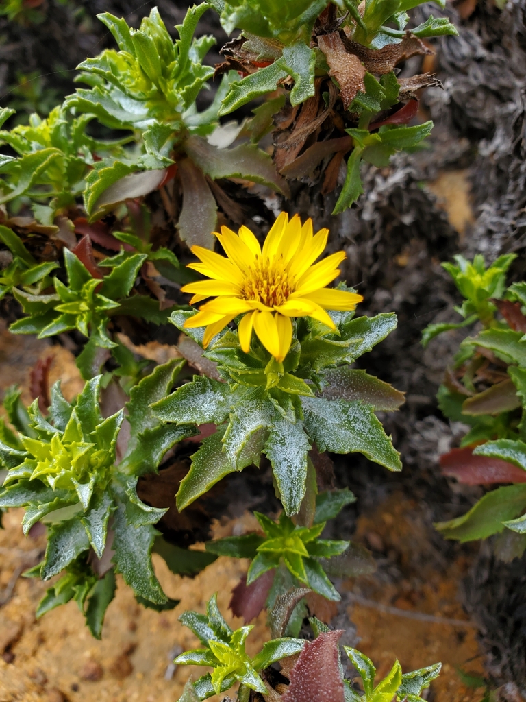 Haplopappus foliosus from Ovalle, Coquimbo, Chile on December 07, 2022 ...