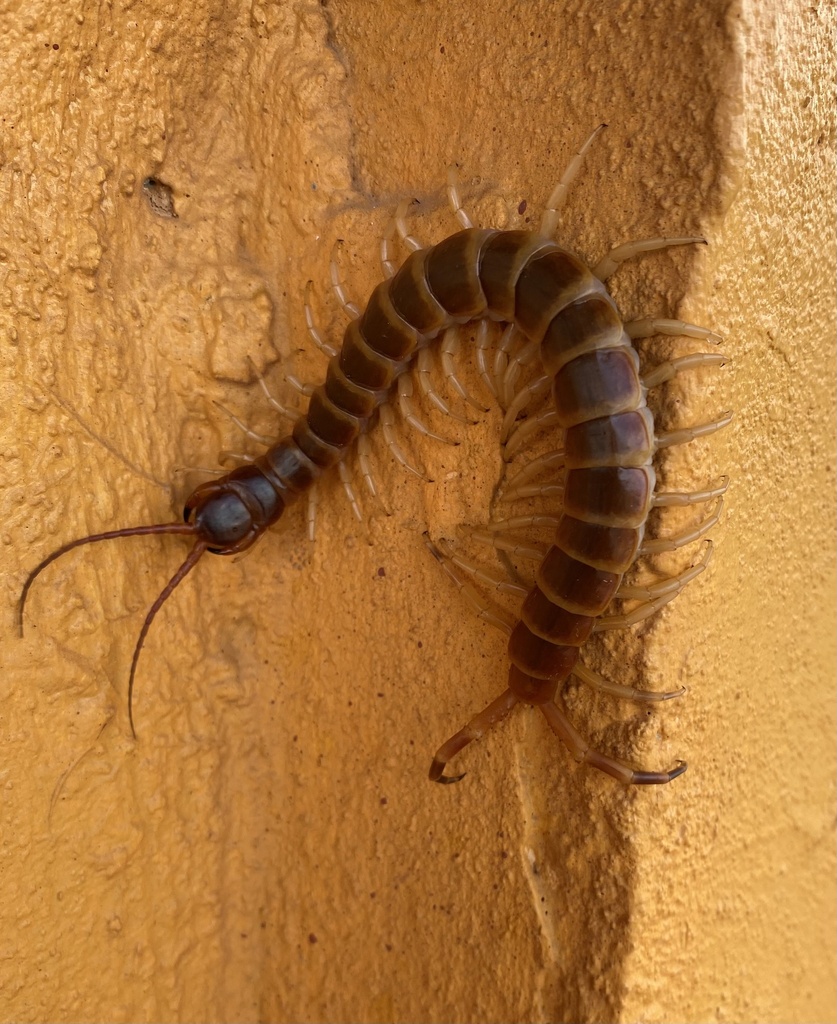 Amazonian Giant Centipede from Aruba, Santa Cruz, Aruba, AW on December ...