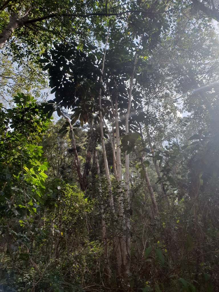 Australian Umbrella Tree in October 2018 by pcopping_ecp · iNaturalist