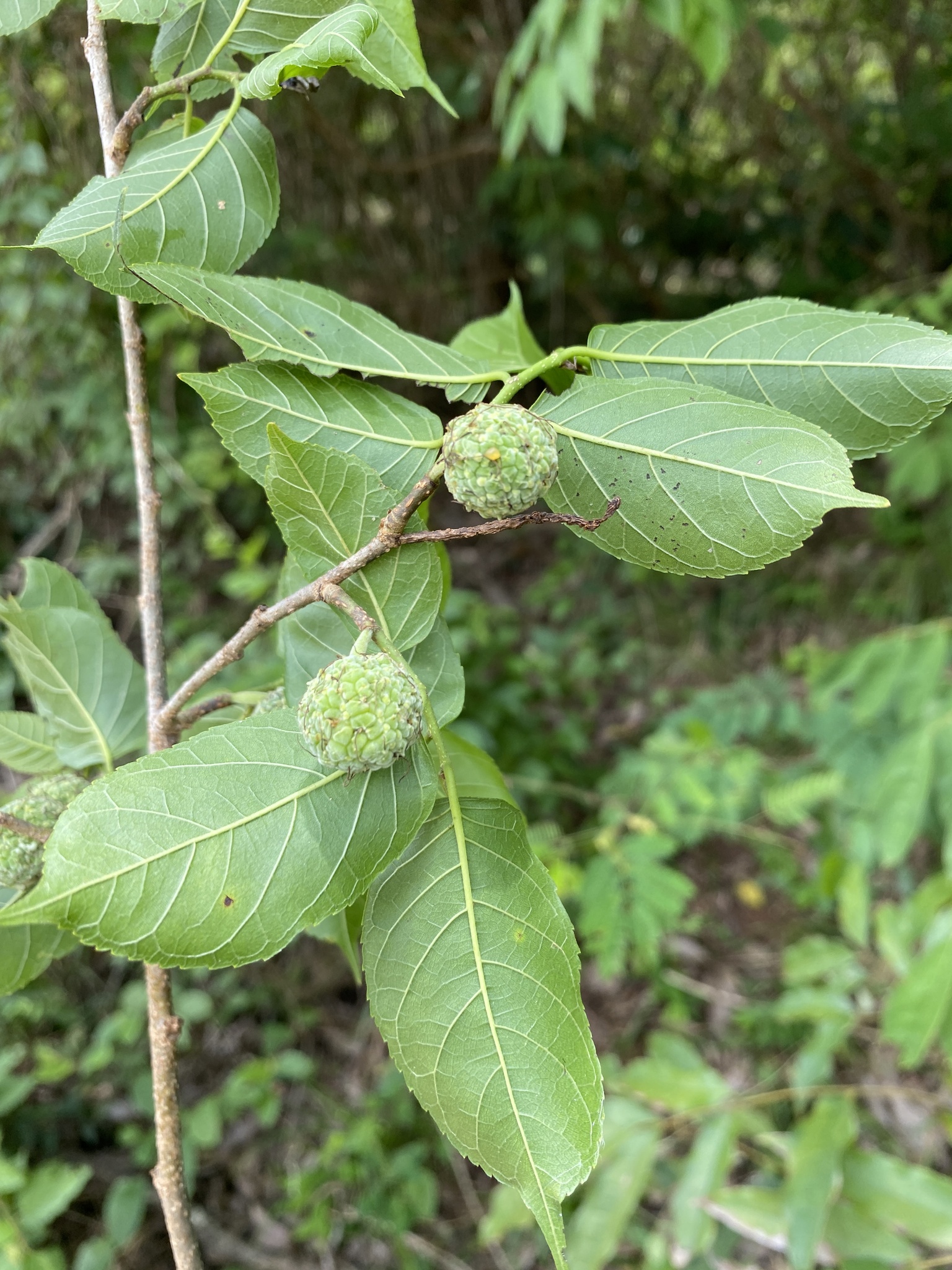 Maclura tinctoria (L.) D.Don ex Steud.