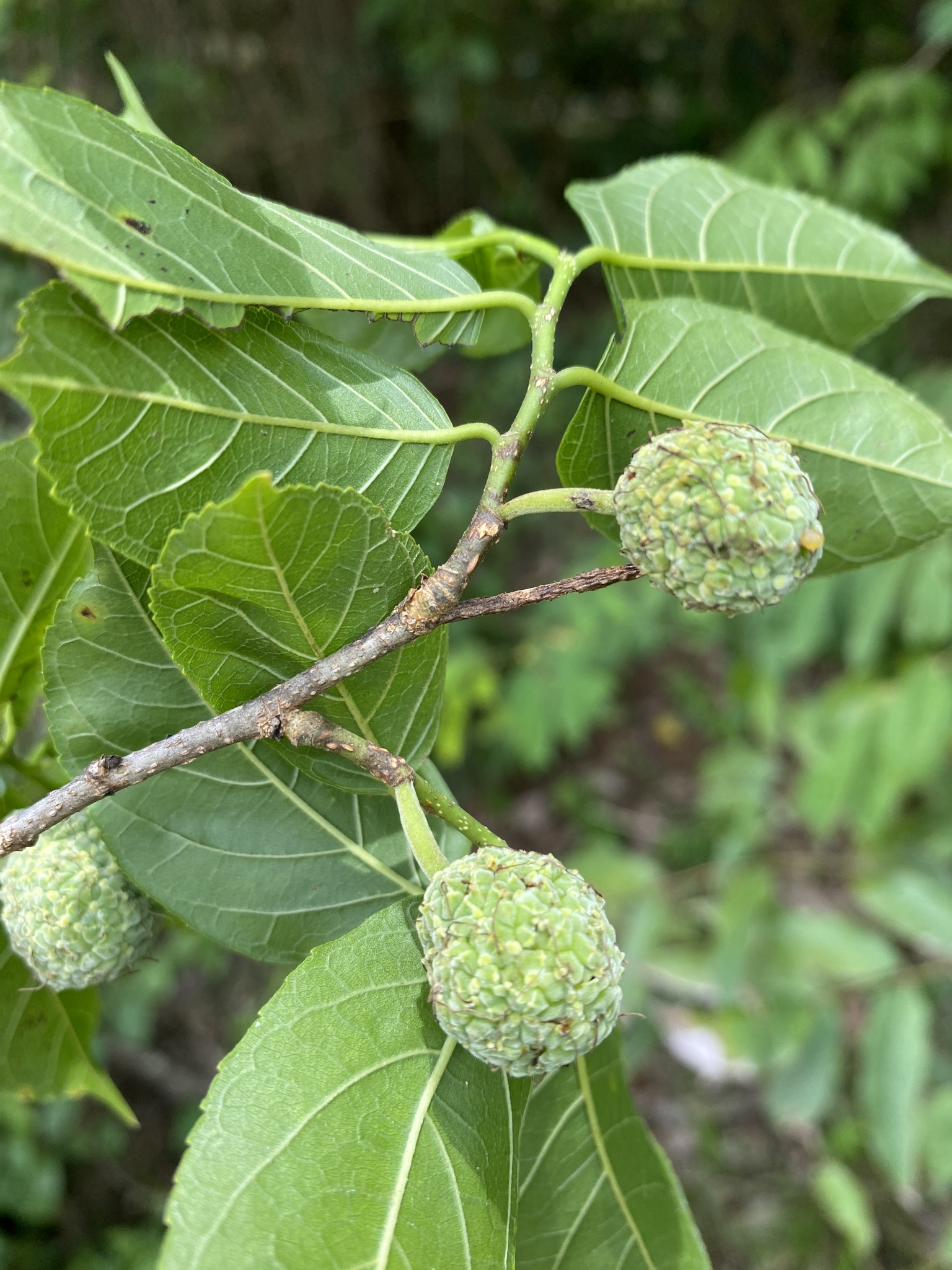 Maclura tinctoria (L.) D.Don ex Steud.