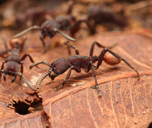 Subspecies Nomamyrmex esenbeckii crassicornis · iNaturalist