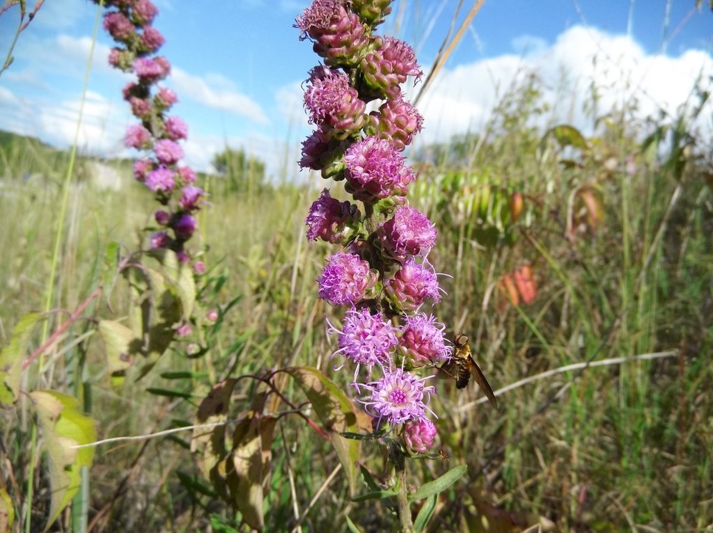 rough blazing star from Osage County, US-OK, US on September 12, 2018 ...