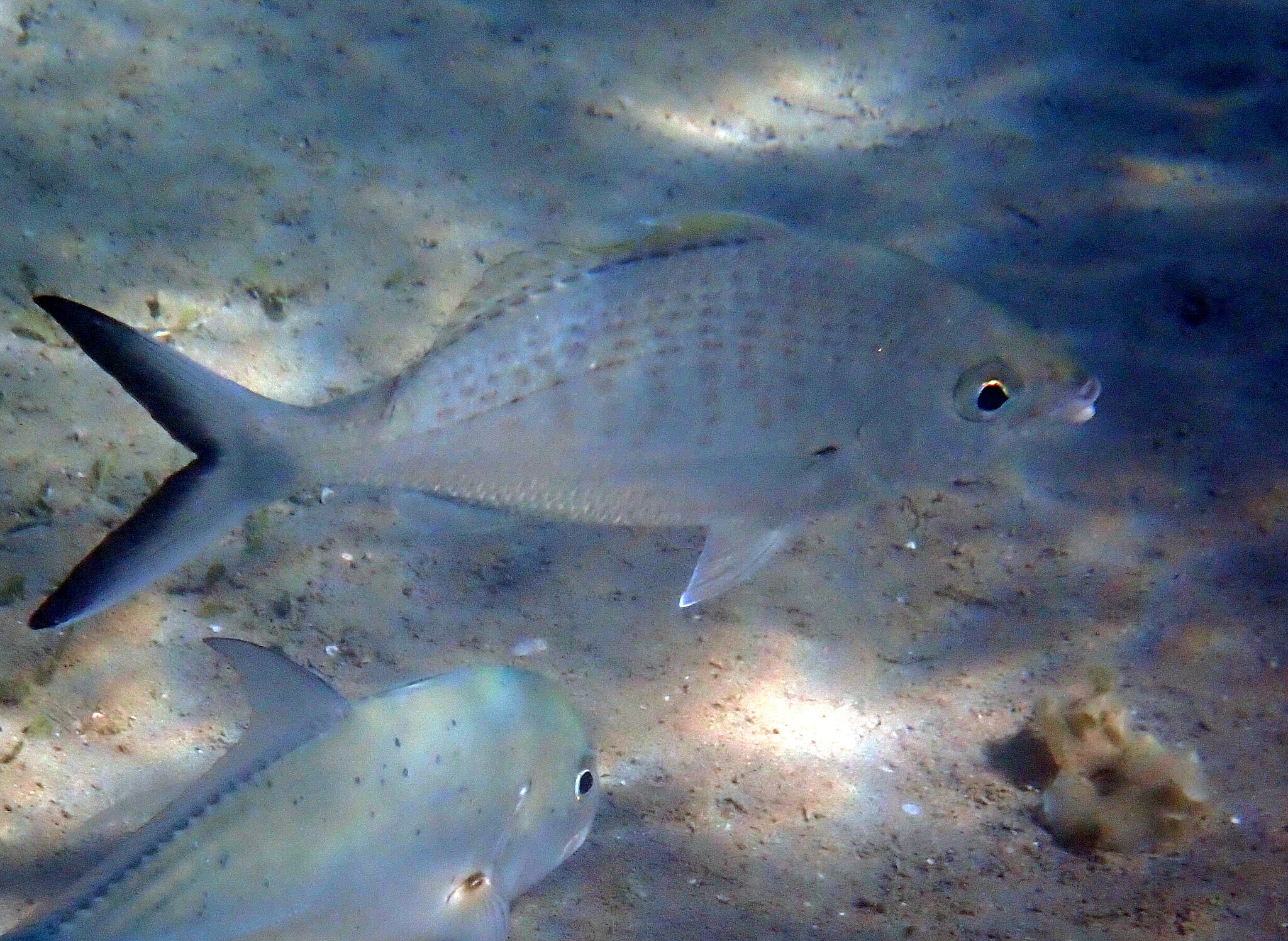 Gerres longirostris (Lacepède, 1801)