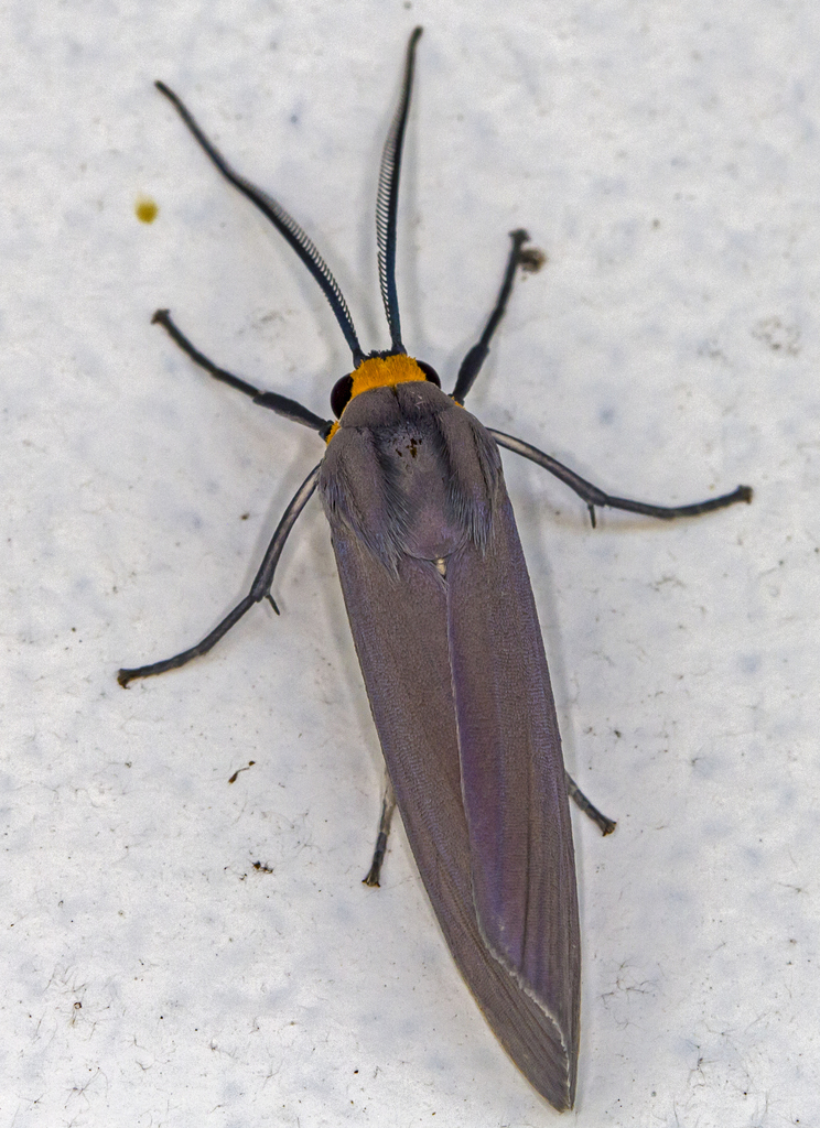 Edwards' Wasp Moth from Wellington, FL, USA on July 15, 2014 at 08:56 ...