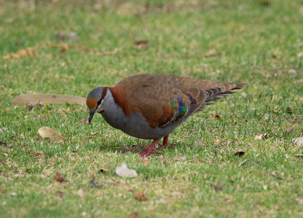Phaps elegans occidentalis in October 2018 by Paul Whitington · iNaturalist