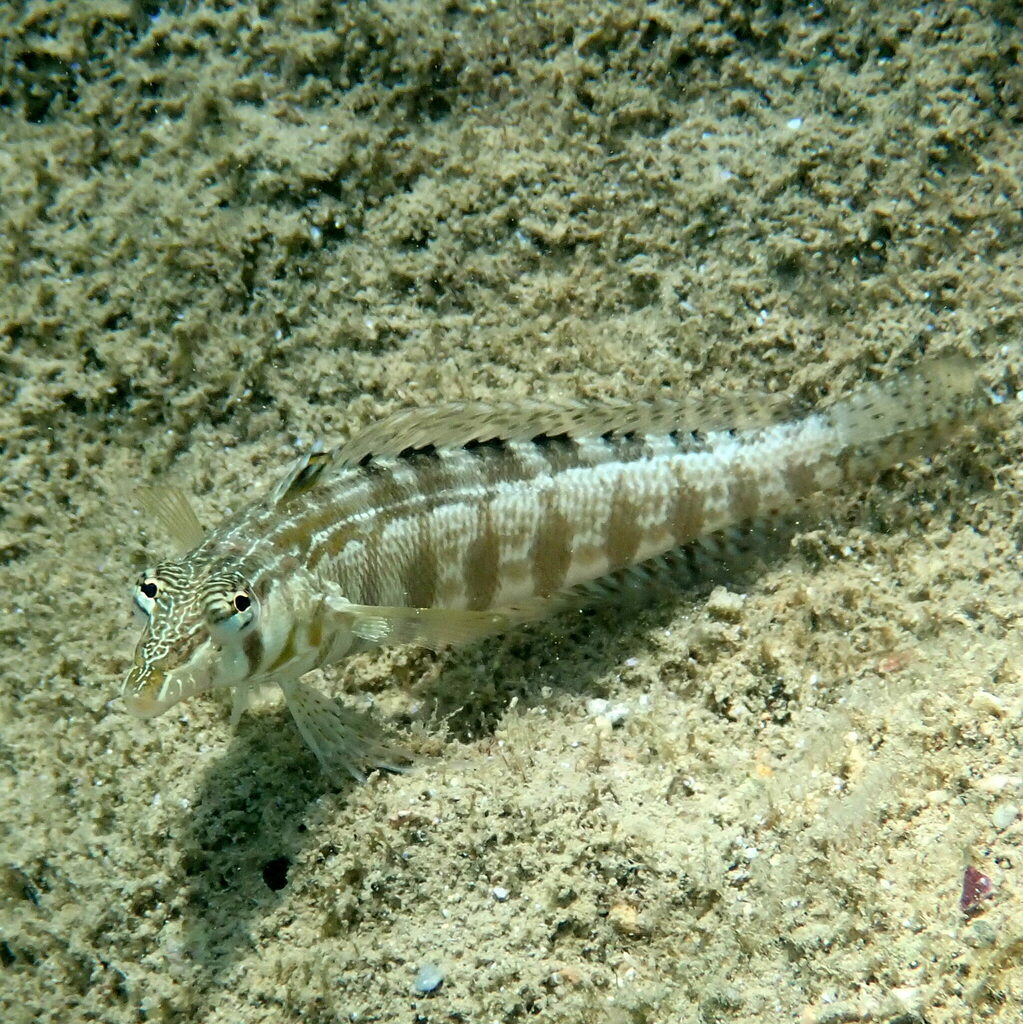 Southern Grubfish (Parapercis australis) - Marine Life Identification