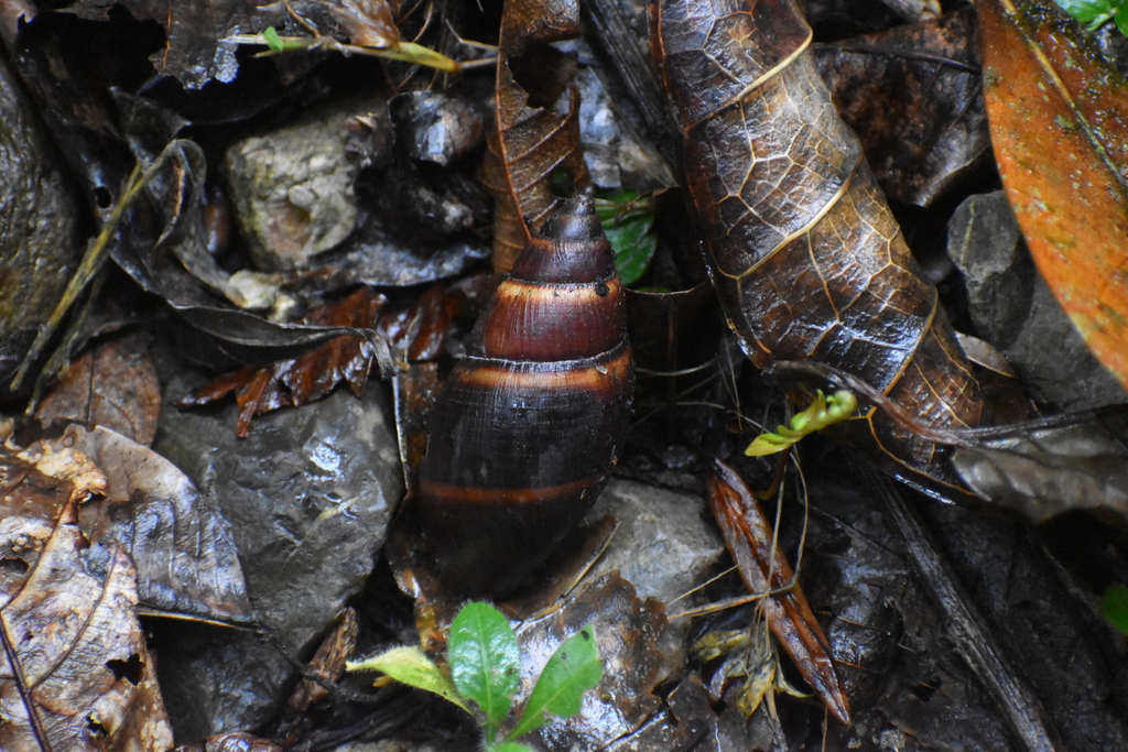 Thaumastus from Nueva Italia 12855, Perú on December 10, 2022 at 08:11 ...