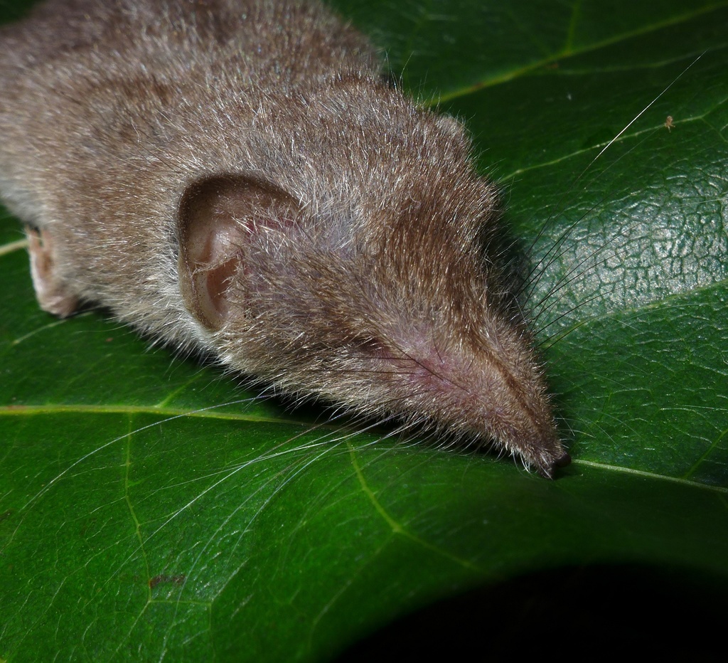 Greater White-toothed Shrew (Crocidura russula) - Know Your Mammals
