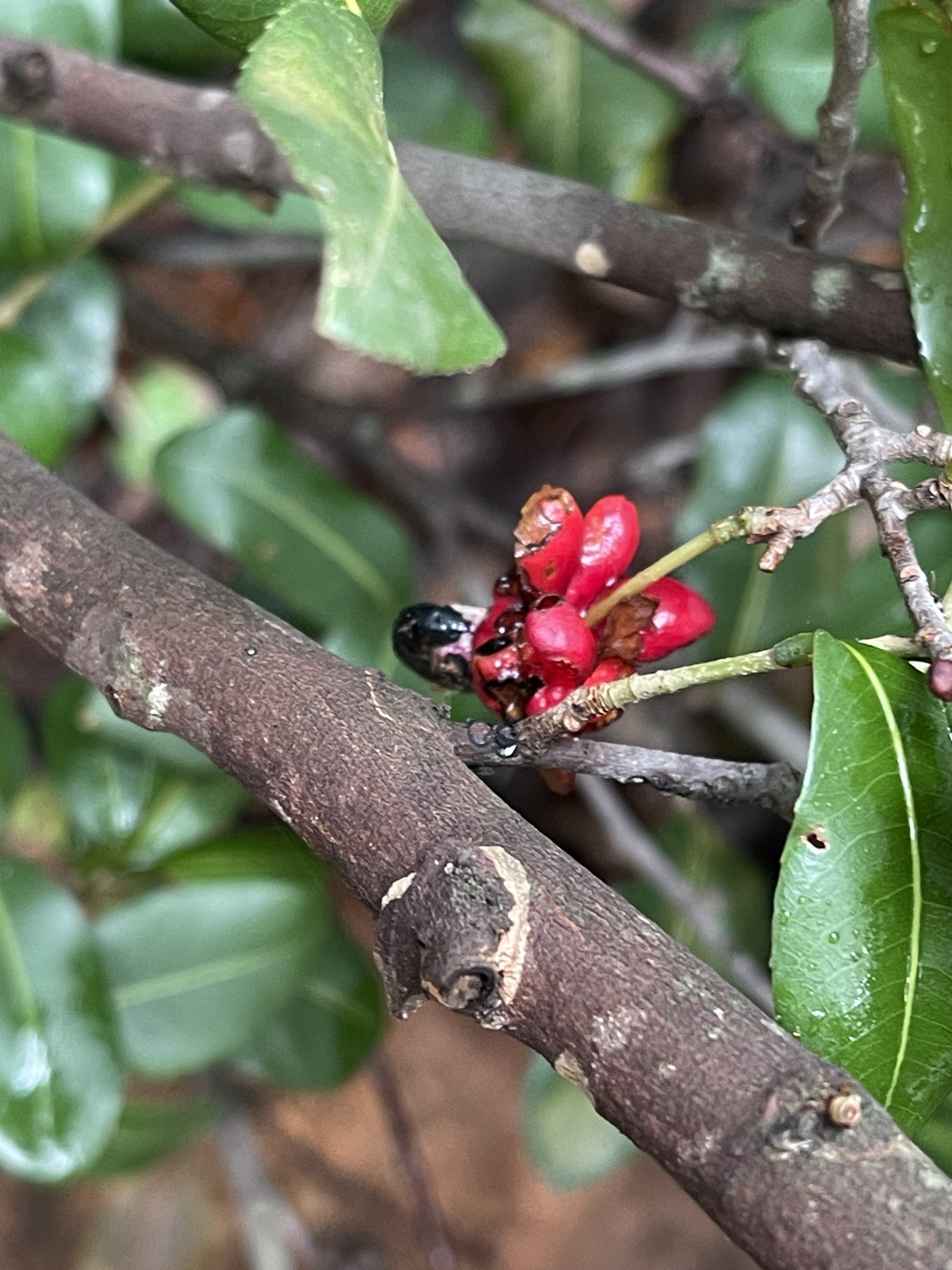 Ochna arborea Burch. ex DC.