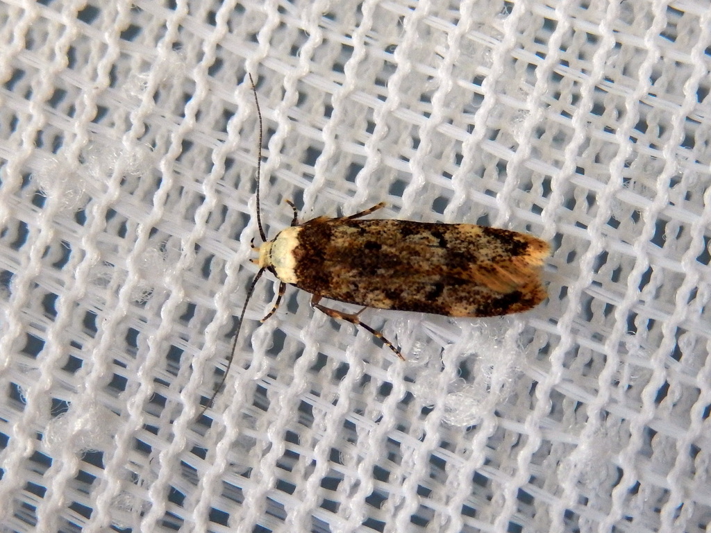 White-shouldered House Moth from Sydney NSW, Australia on December 15 ...