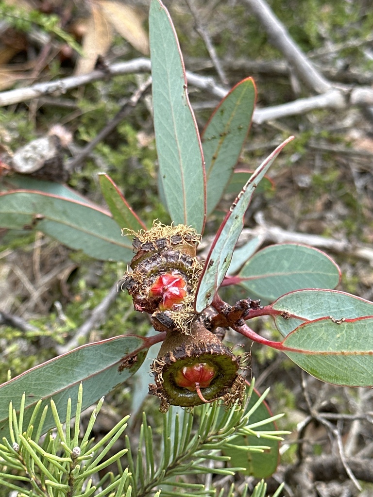 eucalyptus from Stirling Range National Park, AU-WA-PL, AU-WA, AU on ...