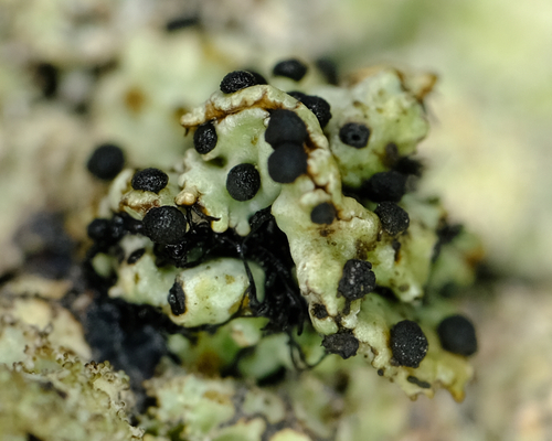 Genus Abrothallus · iNaturalist