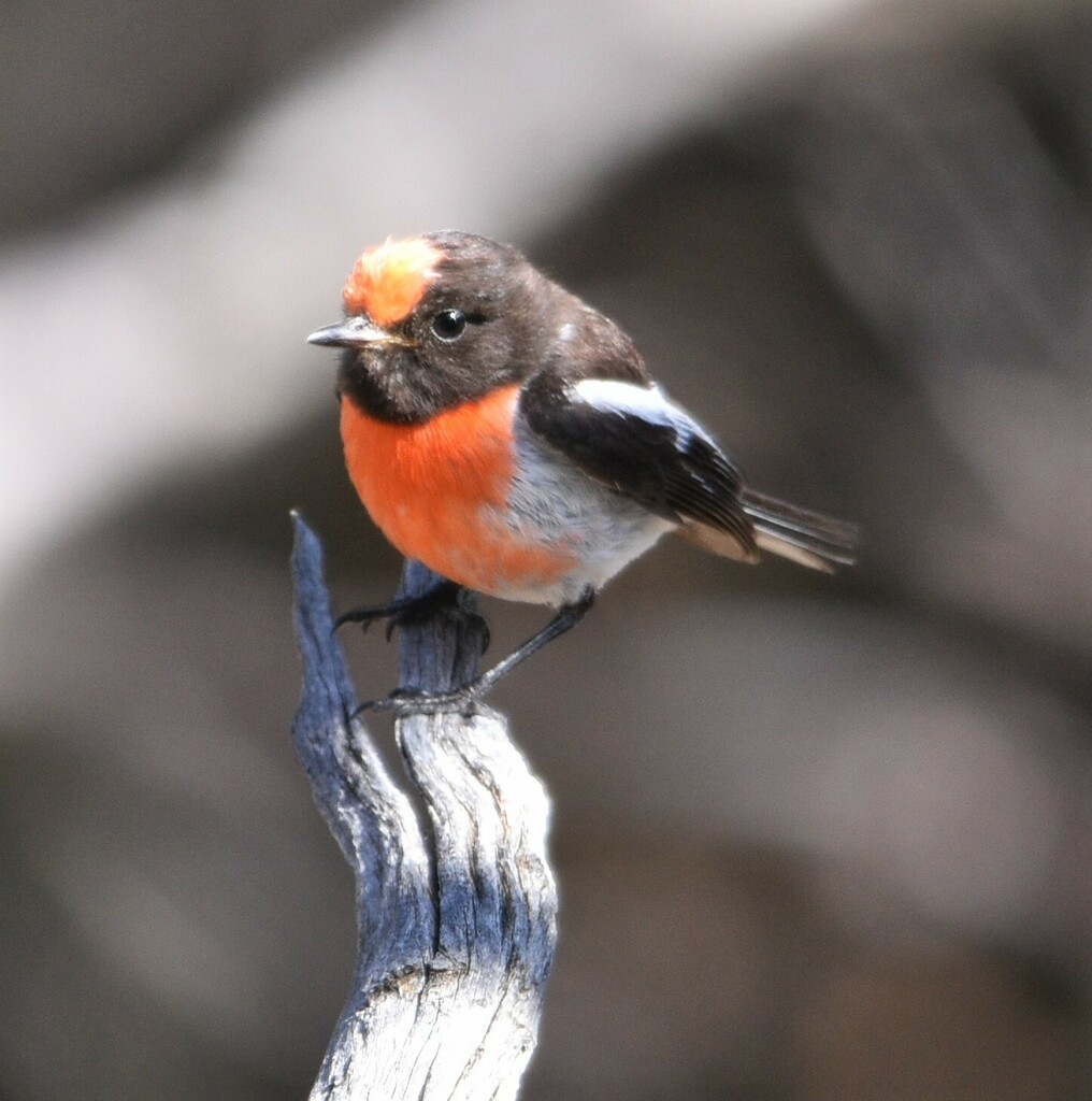 Red-capped Robin from Dowerin WA 6461, Australia on December 12, 2022 ...