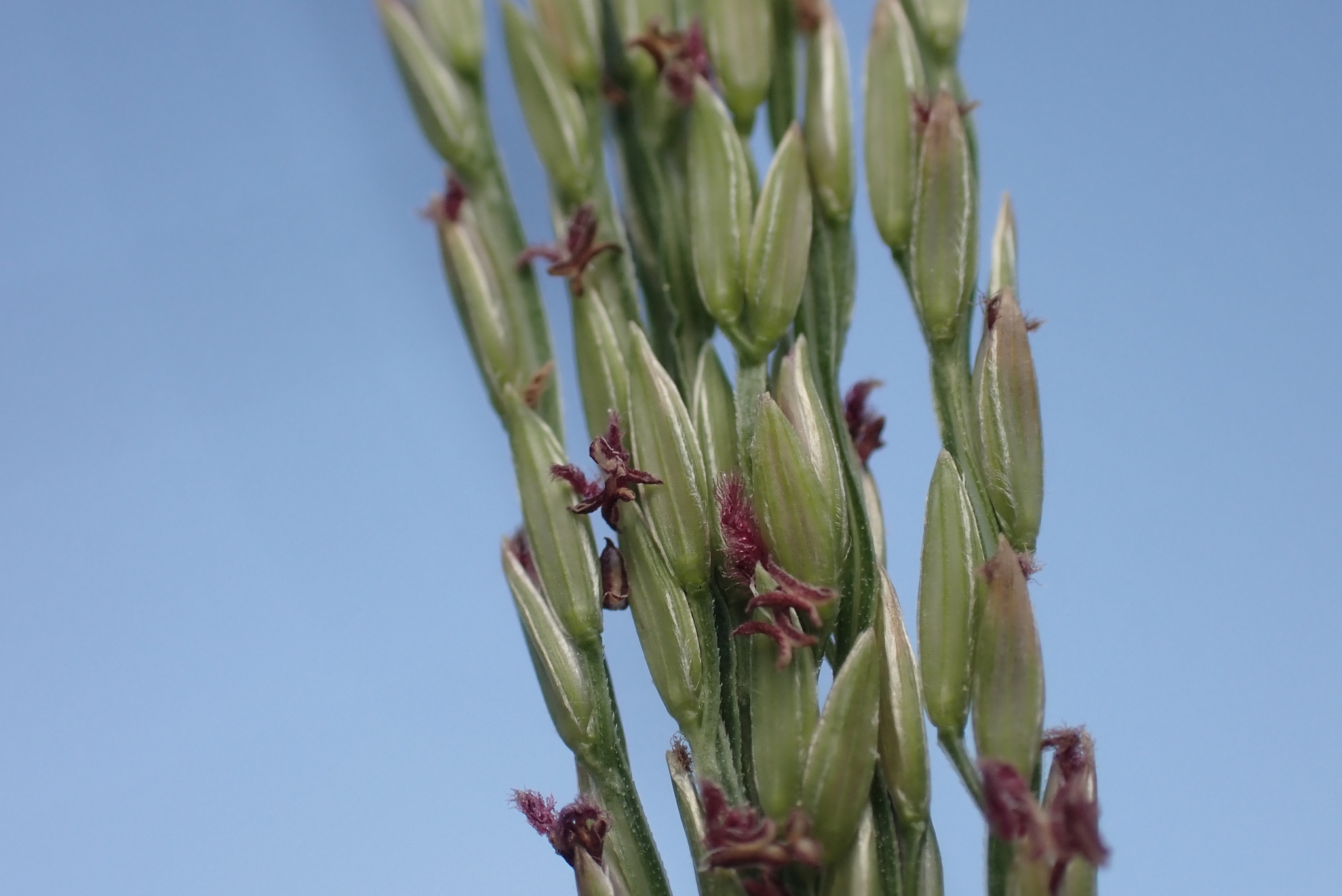 Digitaria setigera Roth