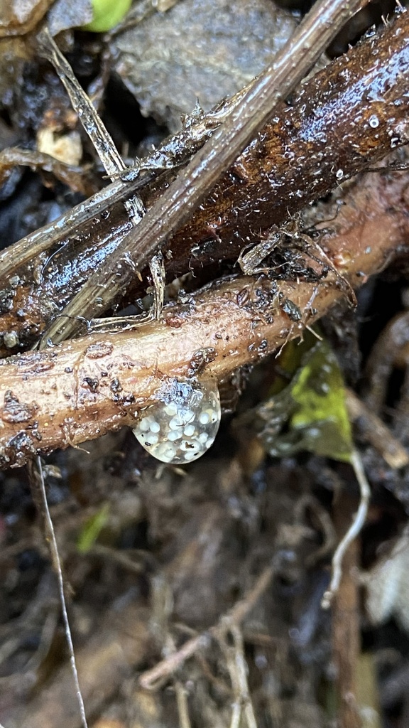 Caddisflies from Shoreline Hwy, Elk, CA, US on December 14, 2022 at 11: ...