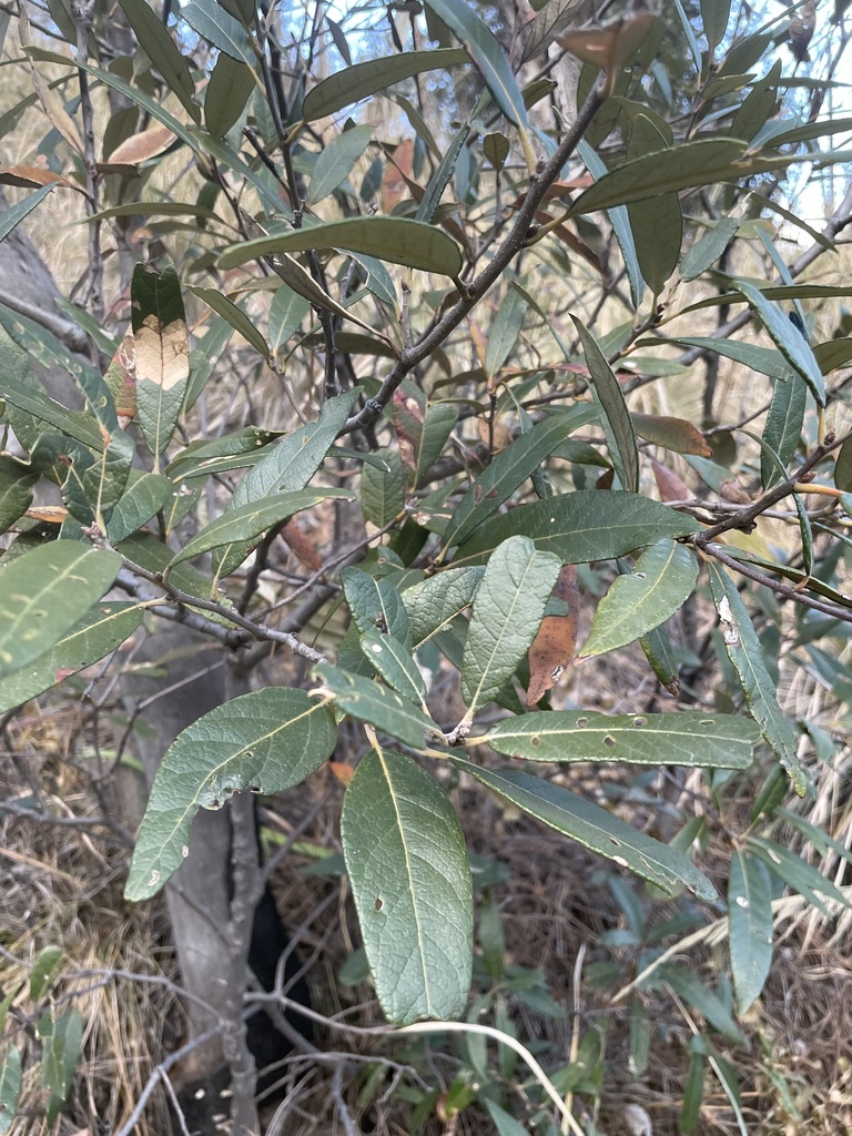 silverleaf oak from Coronado National Forest, Willcox, AZ, US on ...