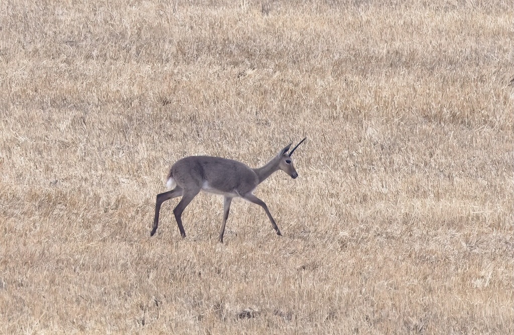 Grey Rhebok from Overberg District Municipality, South Africa on ...
