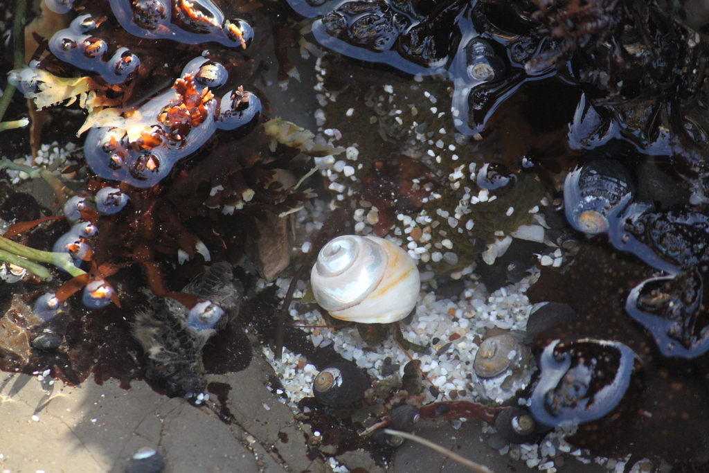 Blueband Hermit Crab from 140 Beach Way, Moss Beach, CA 94038, USA on ...