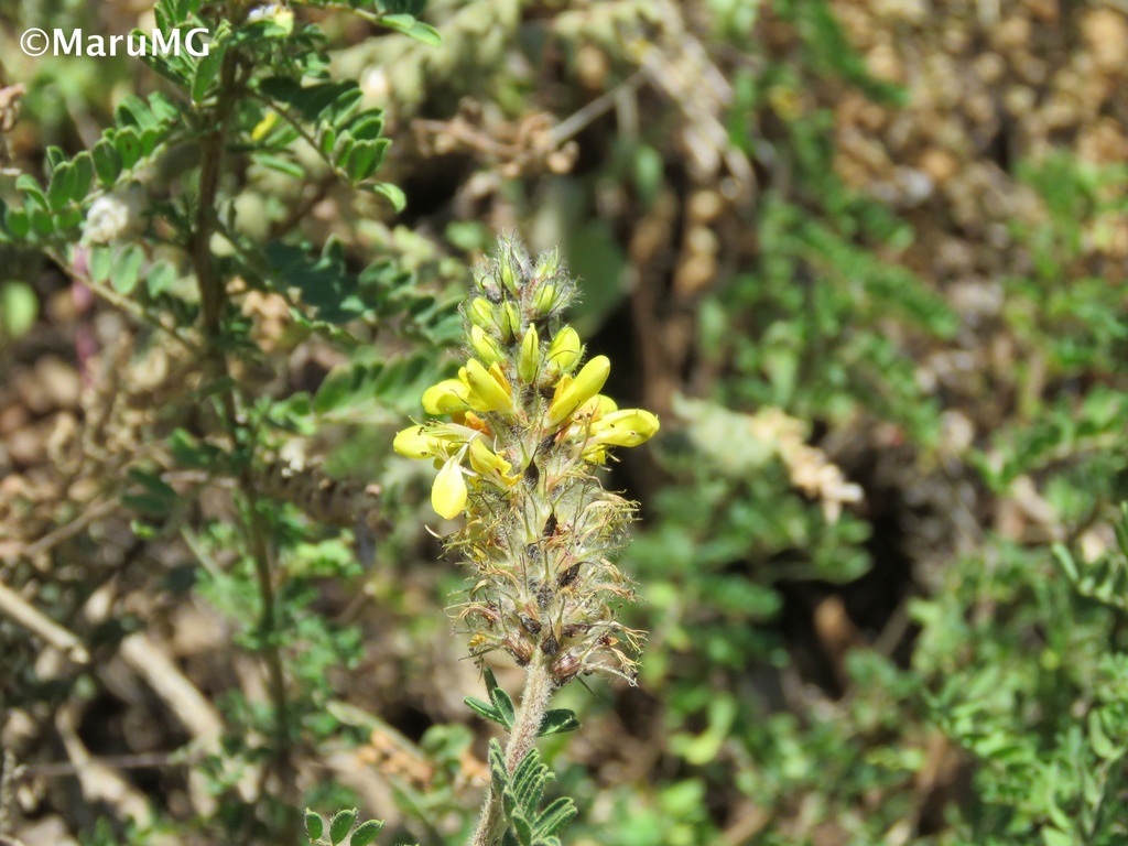 Yellow Dalea from San Luis de la Paz, Gto., México on November 6, 2022 ...